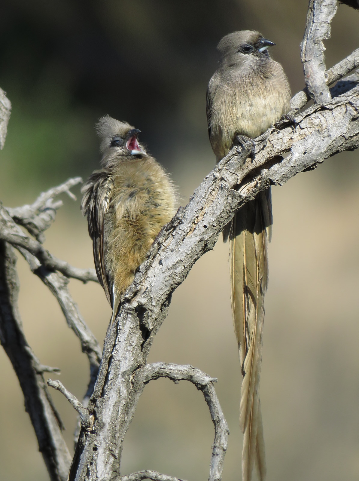 for the birds (mostly) - Yes, dear…